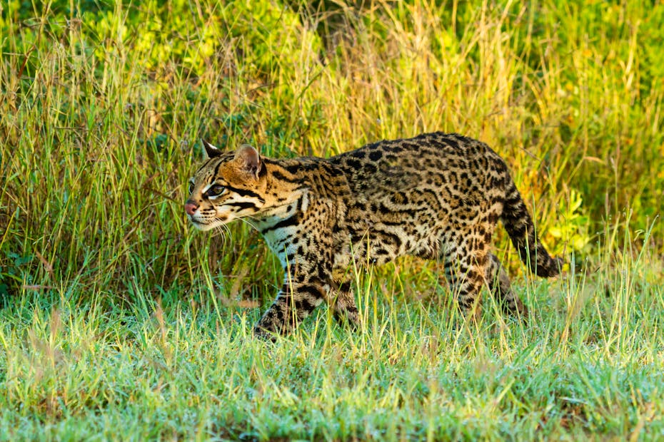 A Tale of Love and Recovery for Ocelots in Texas | Defenders of Wildlife
